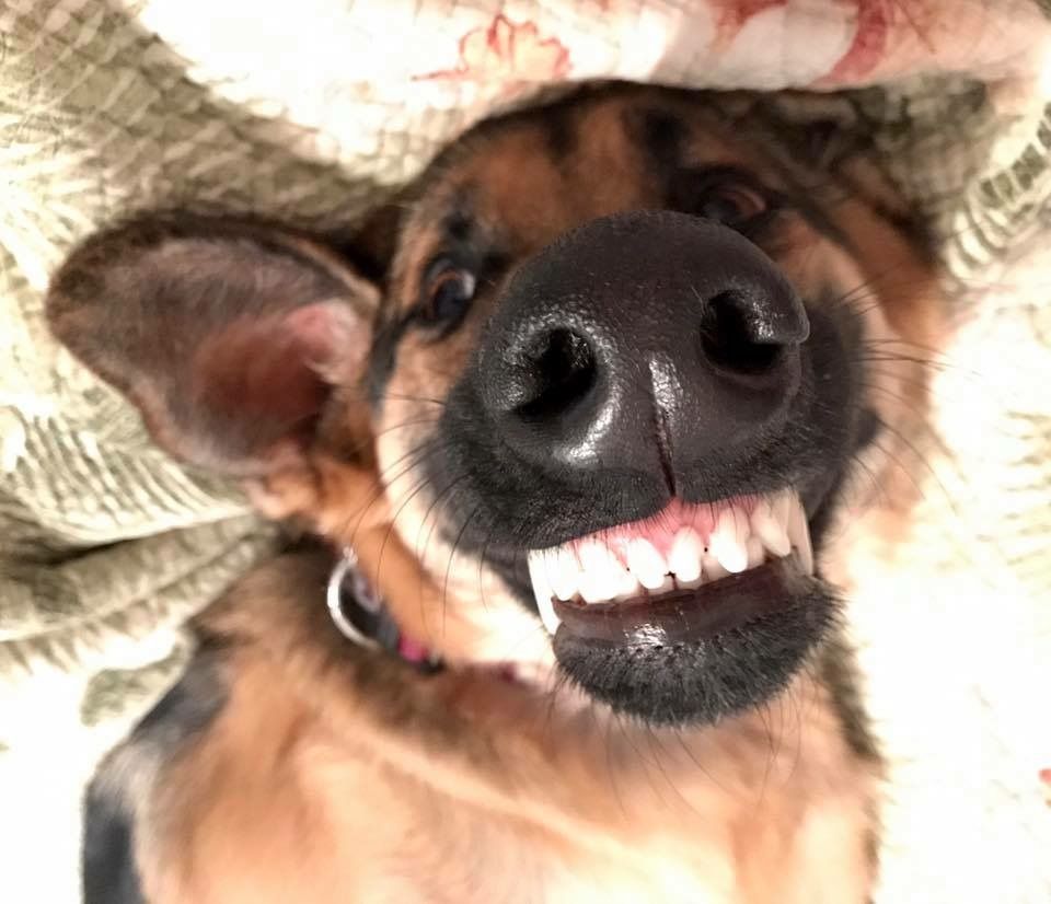 KKBN Pet of The Week(08.14.18) – KKBN 93.5 FM