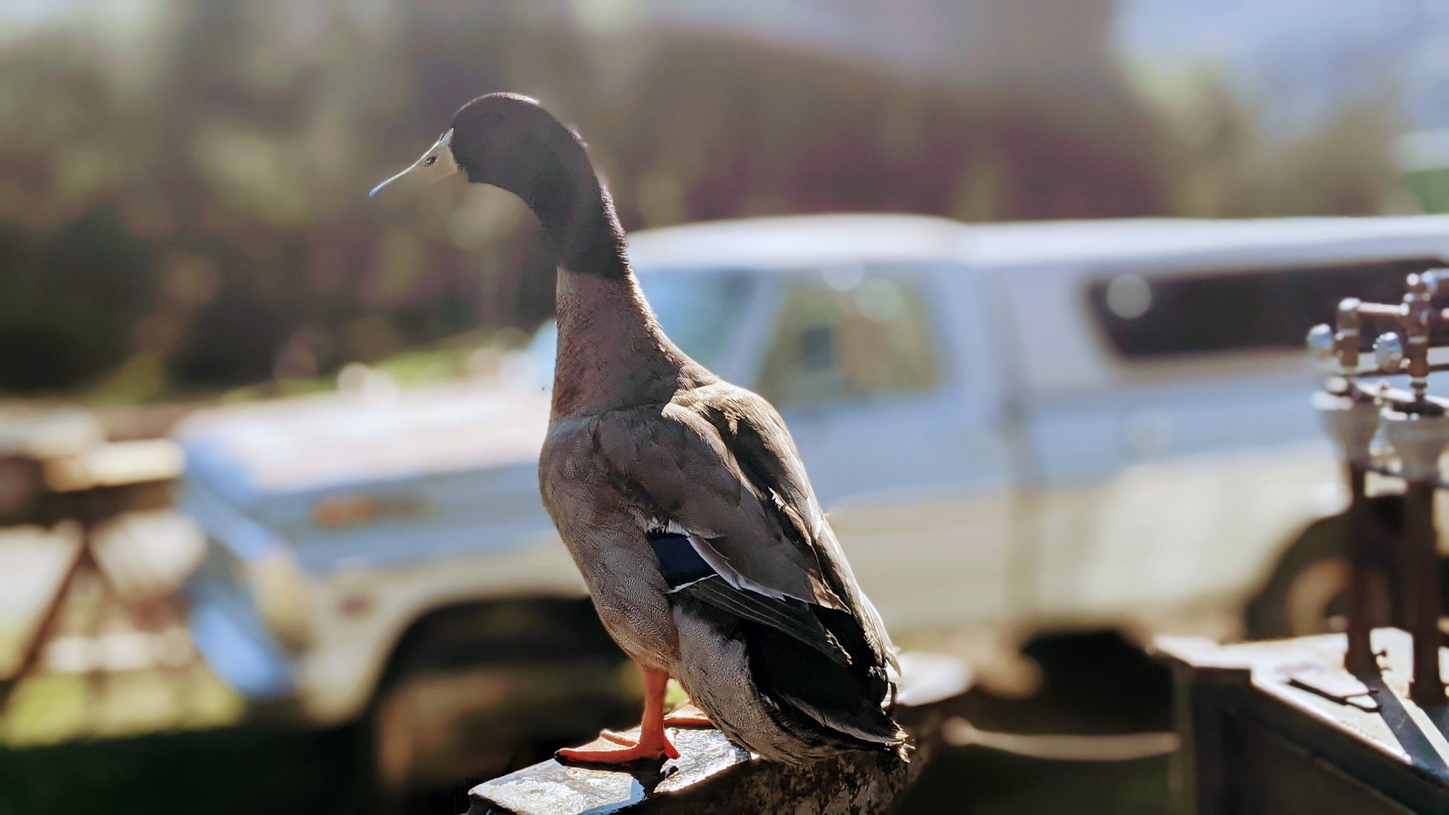 KKBN Pet of the Week 05.18.21 – KKBN 93.5 FM