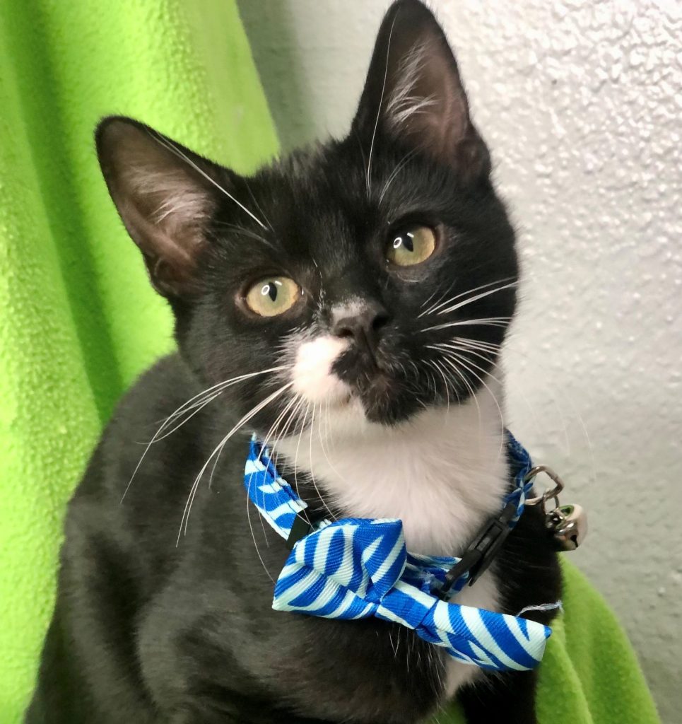 Gatsby The Cat