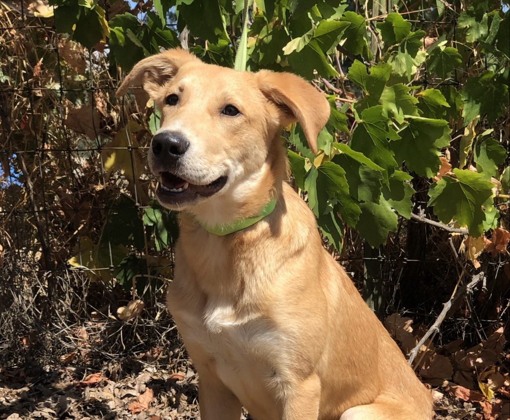 KKBN 93.5 FM – 93.5 KKBN Country