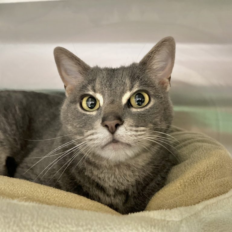 KKBN 93.5 FM – 93.5 KKBN Country